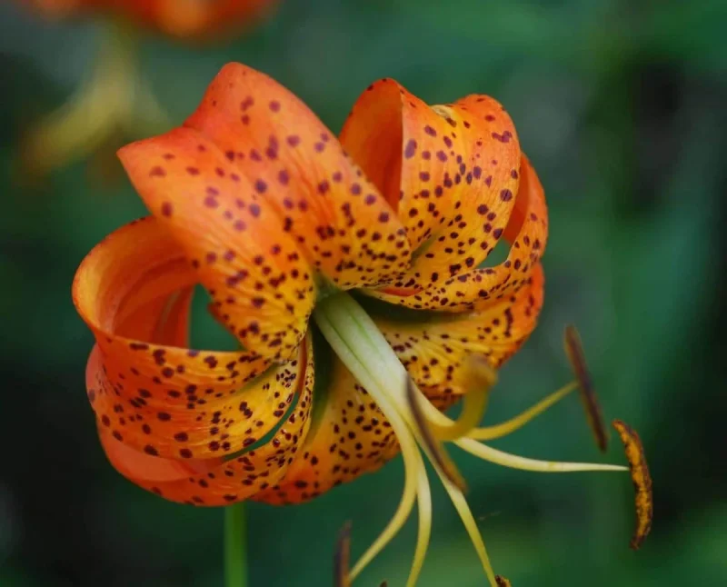 5 Turk's Cap Lily Bare Root Plants - Lilium superbum