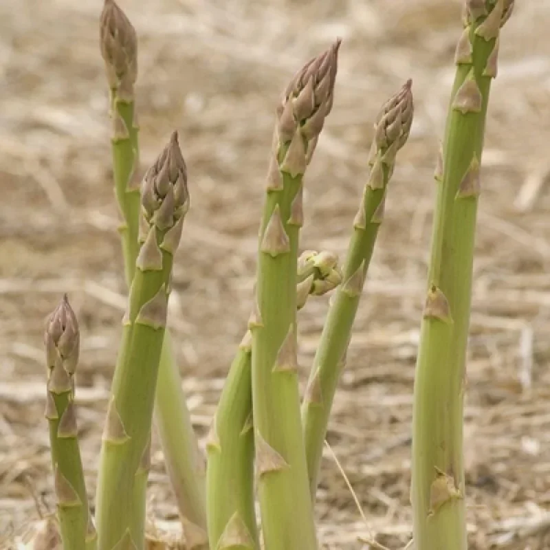 50 Millennium Asparagus Bare Roots - Cold Hardy & High Yielding