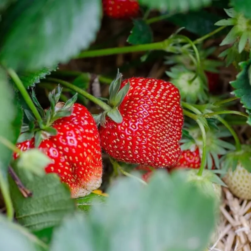 50 Ozark Beauty Strawberry Plants - Bare Root Everbearing
