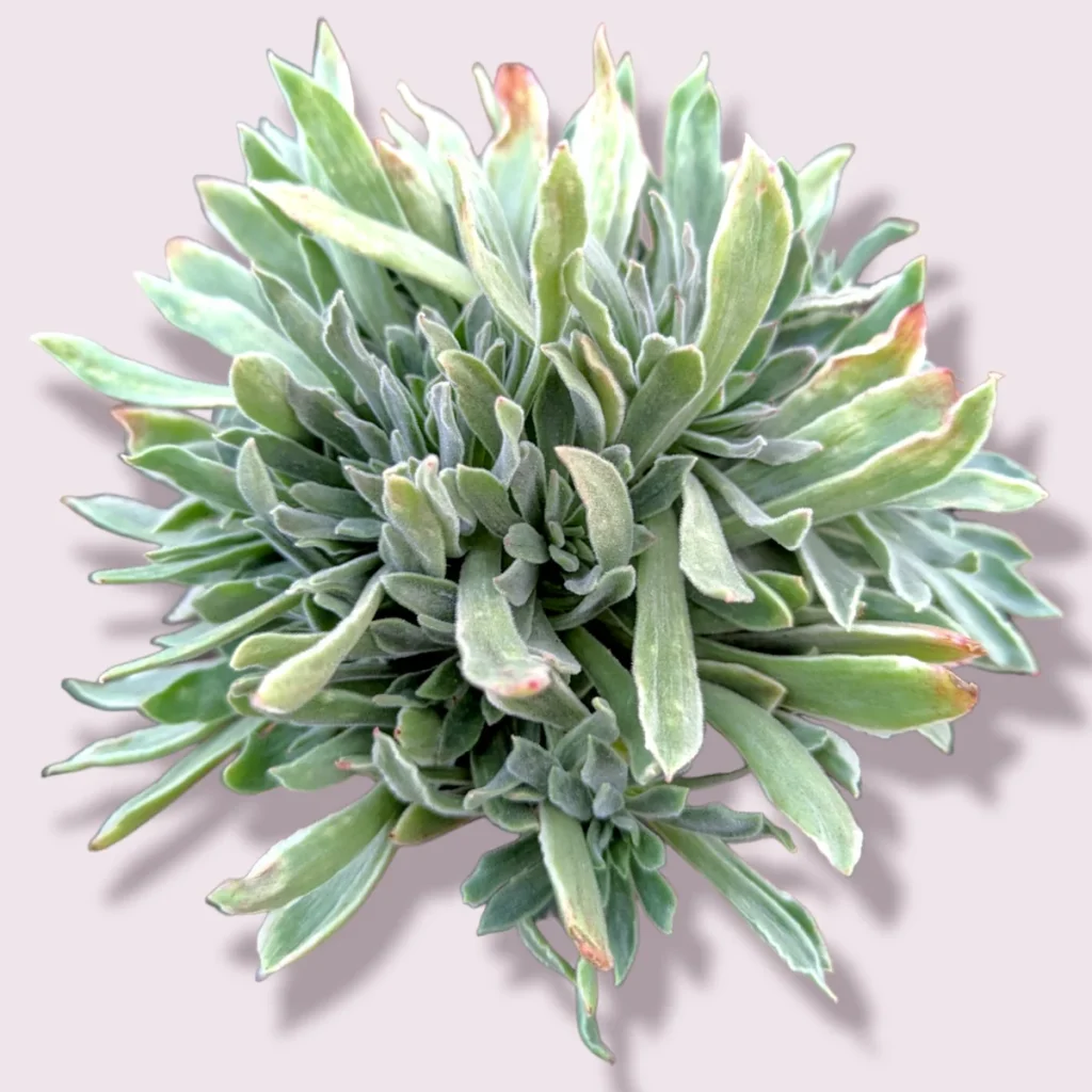 Aeonium 'Ballerina' Succulent Plant - Unique Gray-Green Foliage