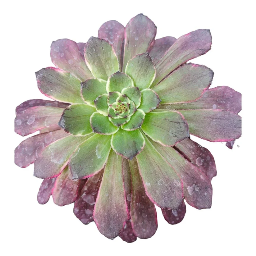 Aeonium Ink Painting Succulent Plant - Unique Rosette Succulent