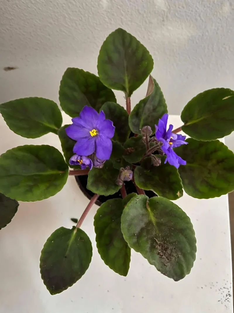 African Violet Live Plant - Light Blue Flower, 4 Inch Pot
