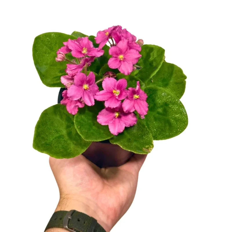 African Violet Live Plant - Magenta Blooming Indoor Flower