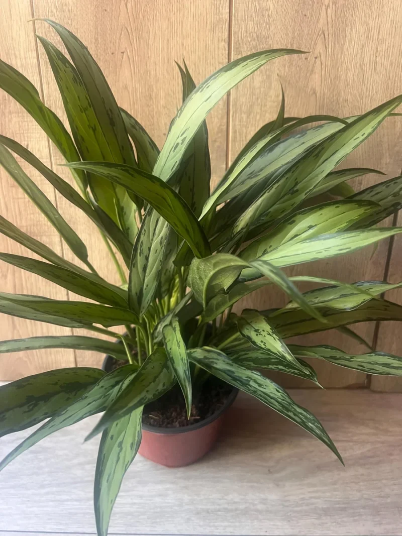 Aglaonema Cutlass Plant 6" Pot – Easy-Care Chinese Evergreen