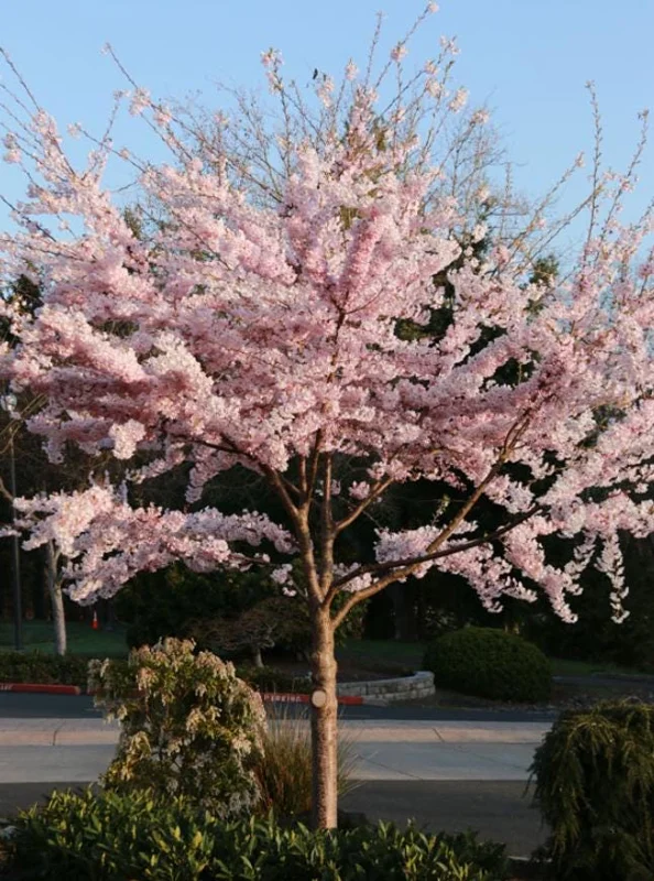 Akebono Flowering Cherry Tree – Live Seedling, 6-12" Tall