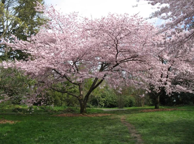 Akebono Flowering Cherry Tree – Live Seedling, 6-12" Tall