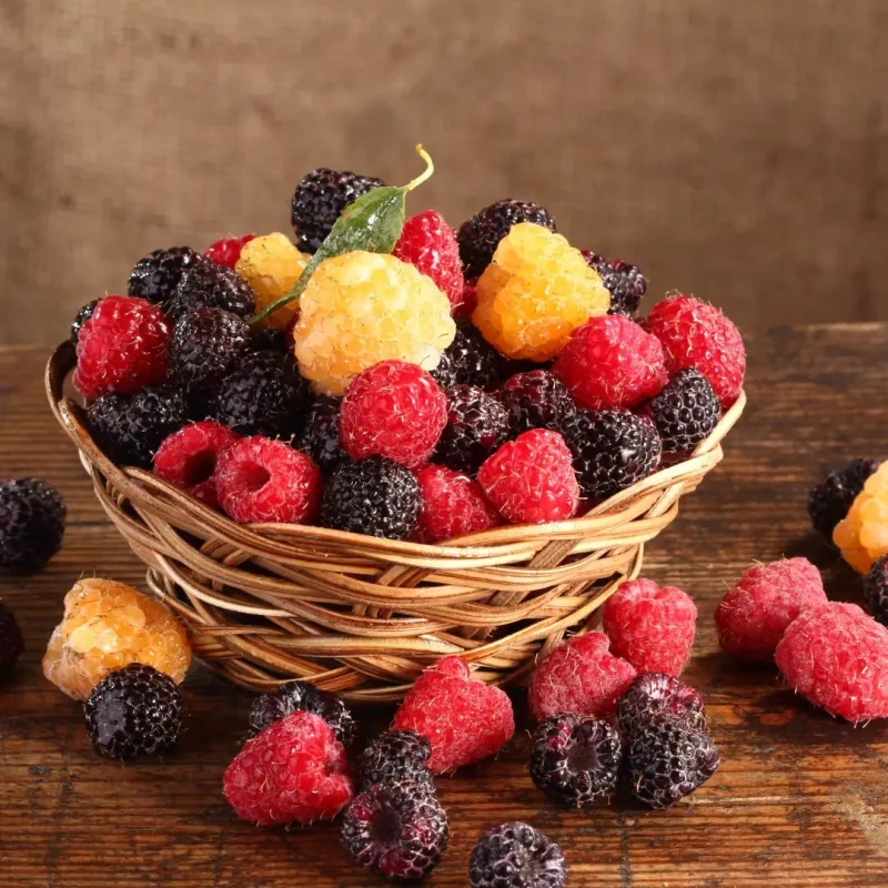 All-Season Raspberry Plant Collection - Heritage, Golden, Joan J, Tahi