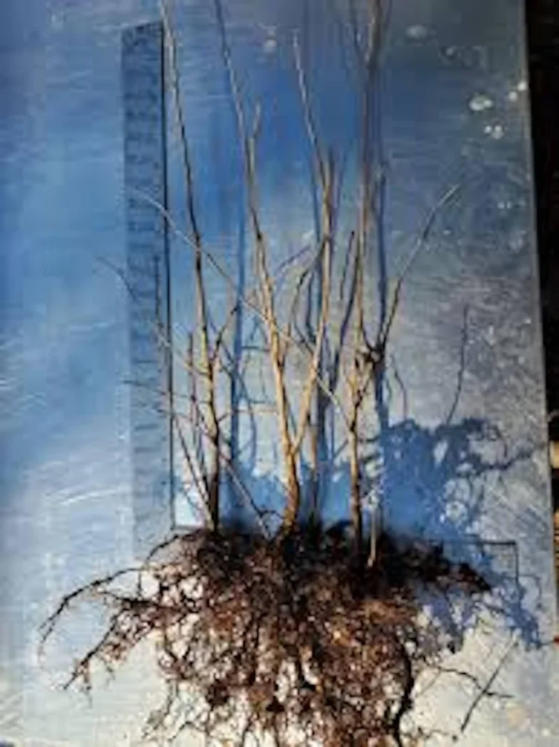 American Hazelnut Tree - Native Bare Root Plant (12-24in)