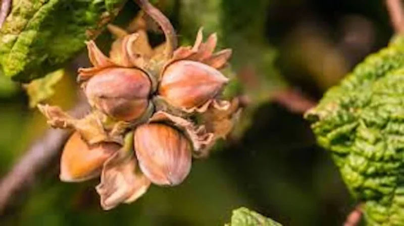 American Hazelnut Tree - Native Bare Root Plant (12-24in)
