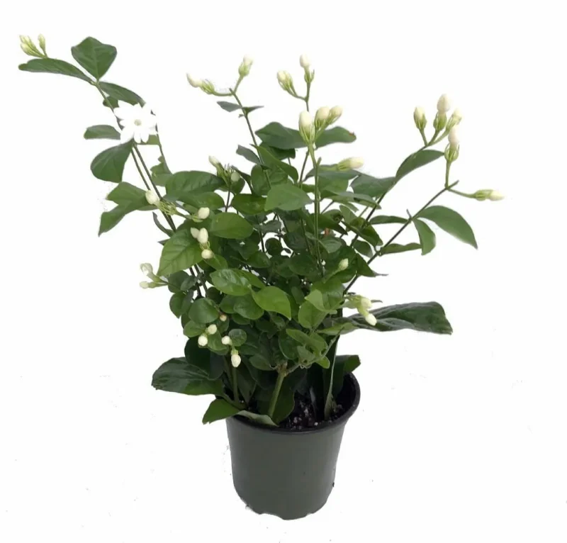 Jasmine Indoor Plants For Sale