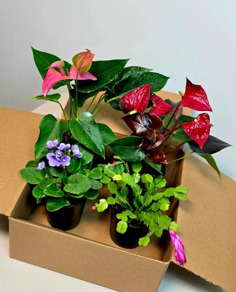Assorted Indoor Flowering Plant Set - 4 Plants in 4-inch Pots