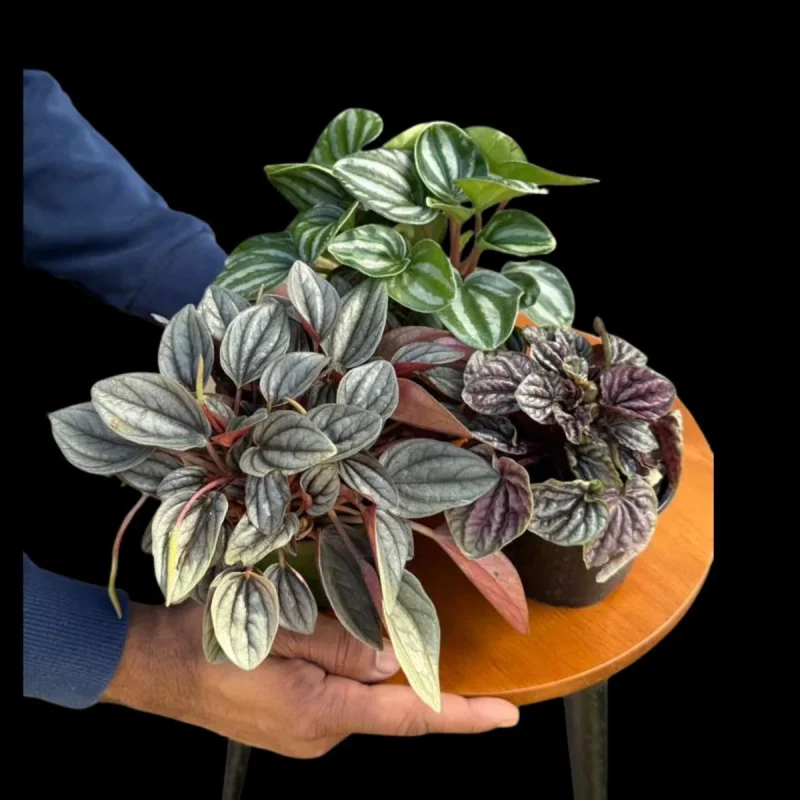 Assorted 3 Peperomia Plants 4 inch Pots - Easy Care Indoor Houseplants