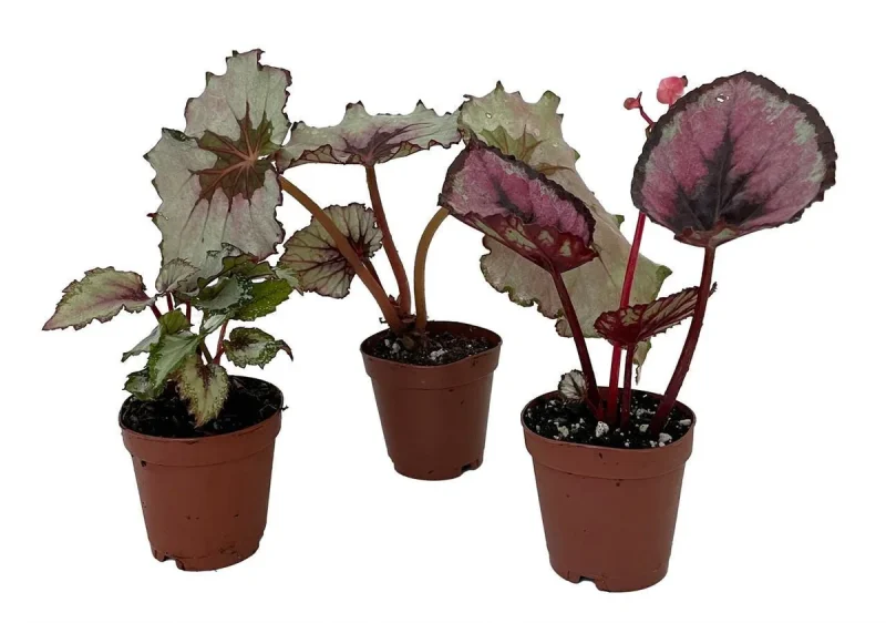Assorted Rex Begonia Plants - 3 Live Plants, 2-inch Pots