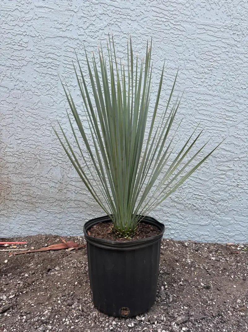 Beaked Yucca Rostrata Silver Select - 3 Gallon Exotic Desert Plant