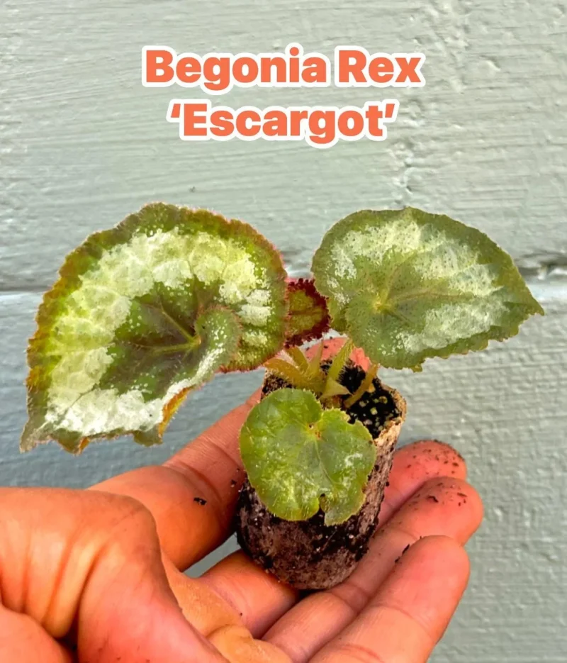 Begonia Rex Escargot Live Plant - Unique Spiral Foliage
