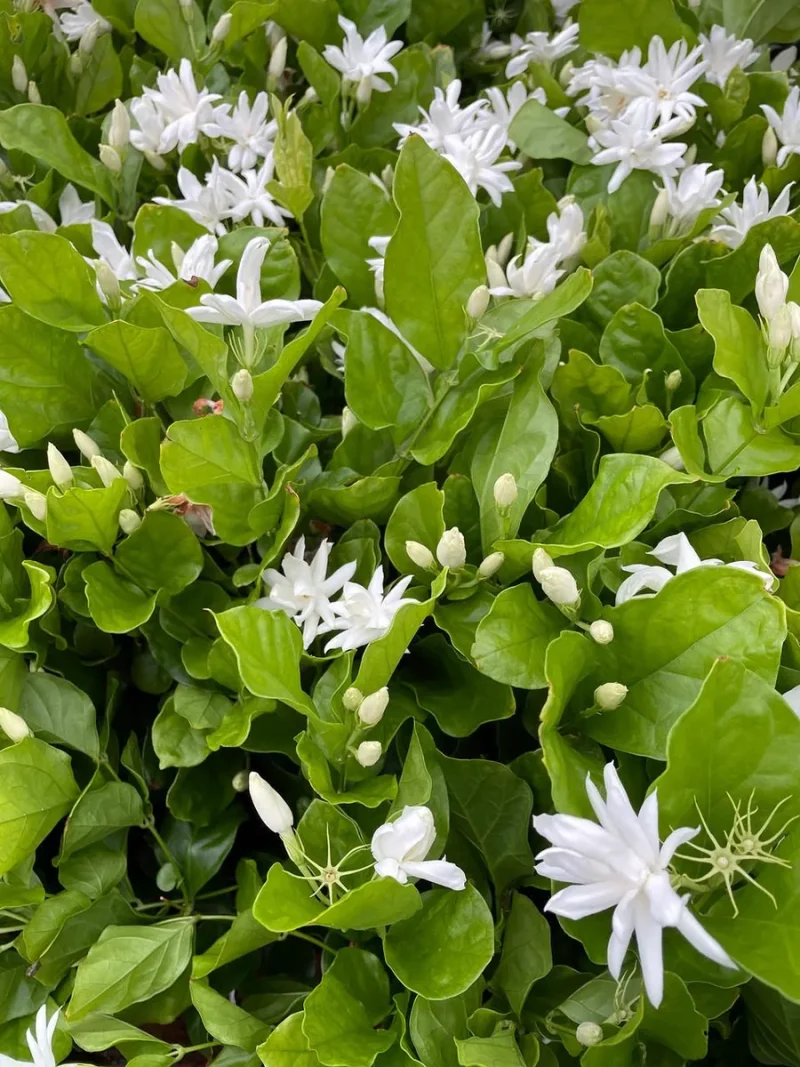 Belle of India Jasmine Plant - Fragrant Sambac in 4" Pot