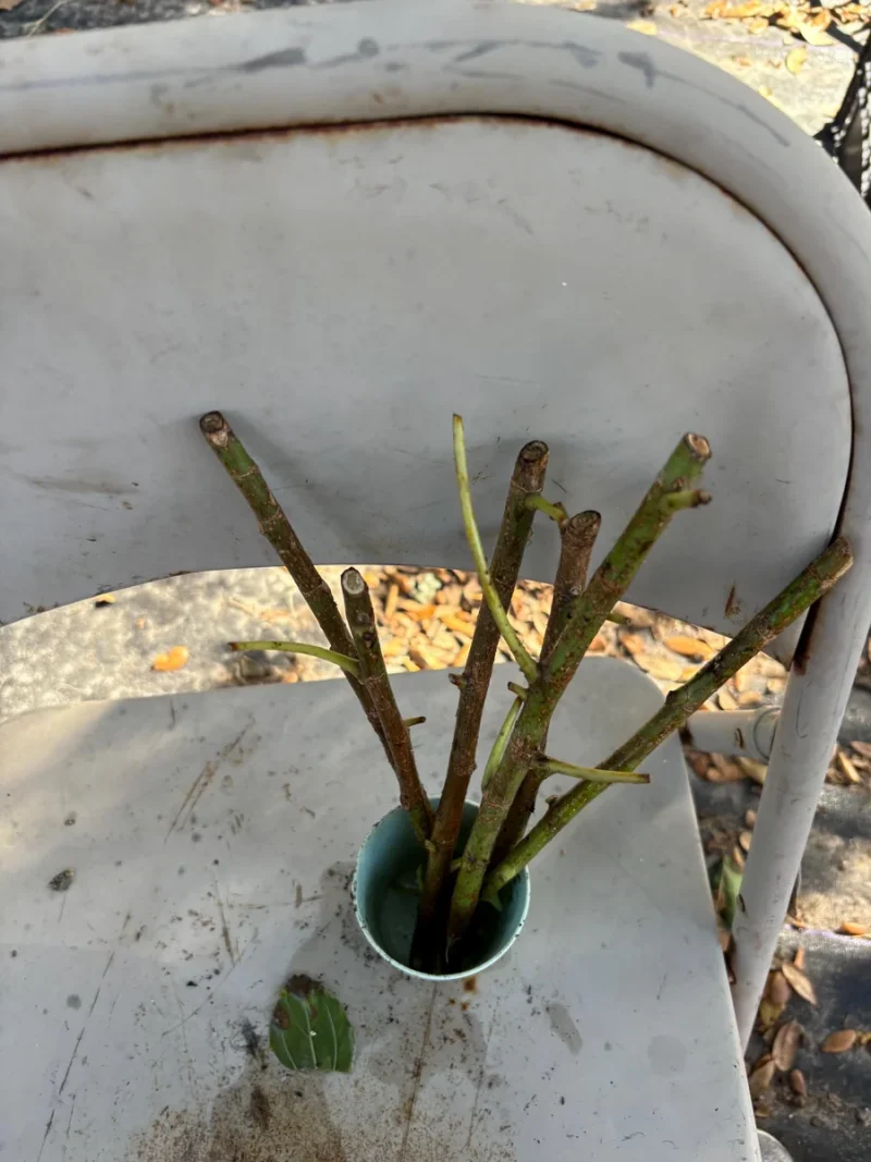 Betel Leaf Cuttings for Planting - Fresh & Ready to Grow
