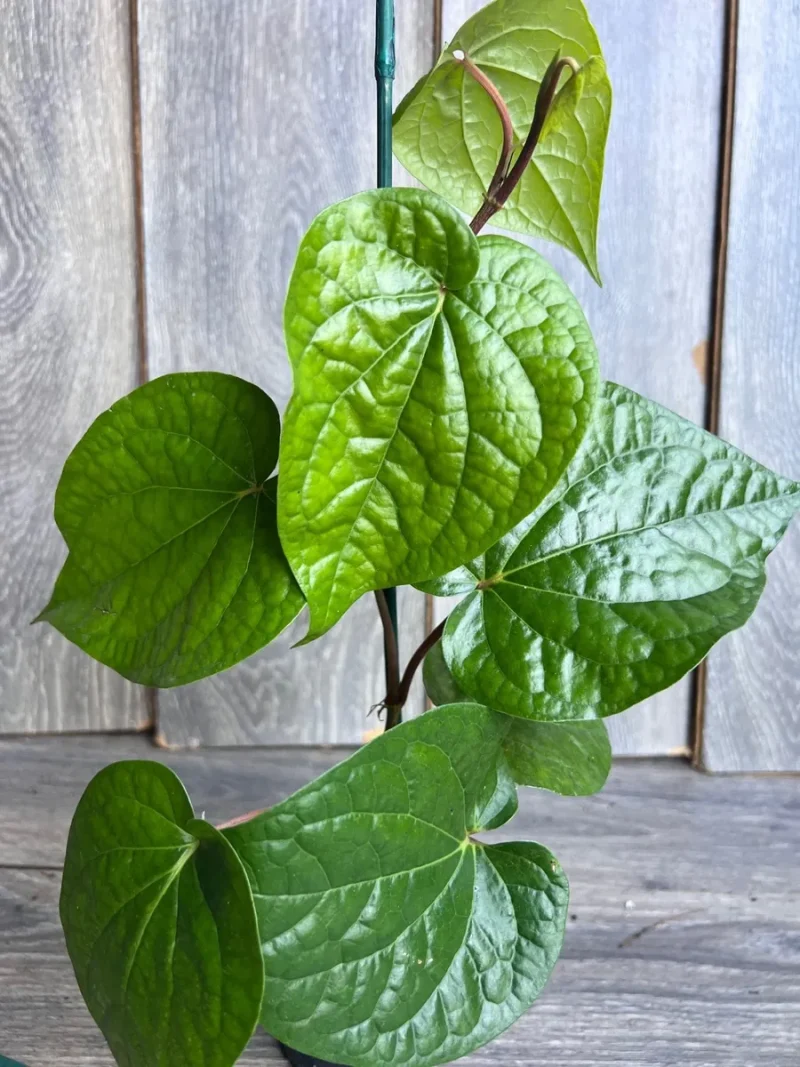 Betel Leaf Plant Piper Betel in 4-inch Pot - Live Daun Sirih