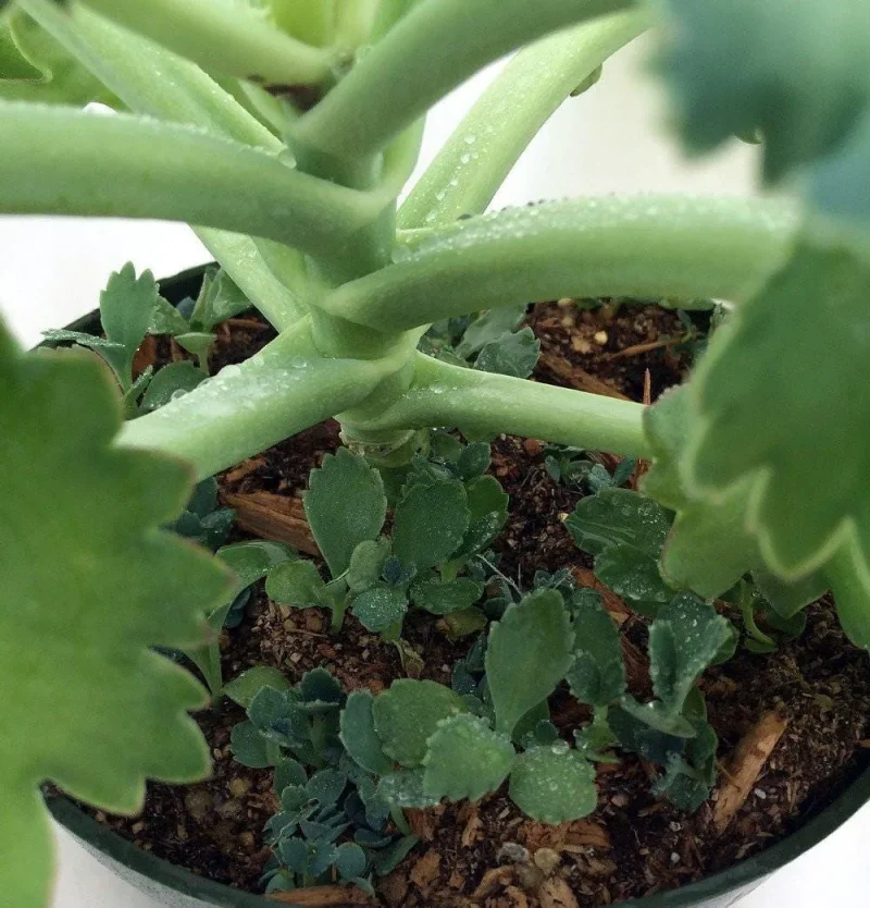 Big Mama Mother-of-Thousands Plant - Kalanchoe - 2.5" Pot - Garden ...