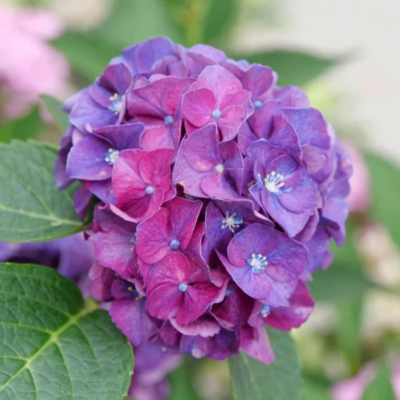 Bigleaf Hydrangea Live Plant - Wee Bit Grumpy - 4 inch Pot