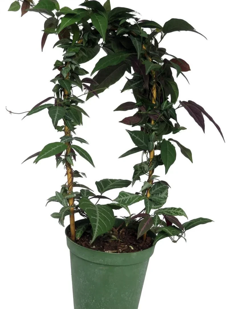 Bignonia Argyro Violacea Crossvine - Live Plant on Trellis