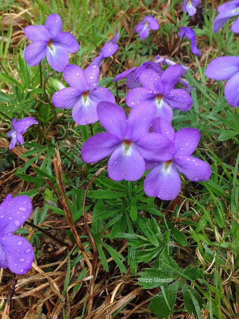 Bird's-Foot Violet (Viola Pedata) Bare-Root Plant