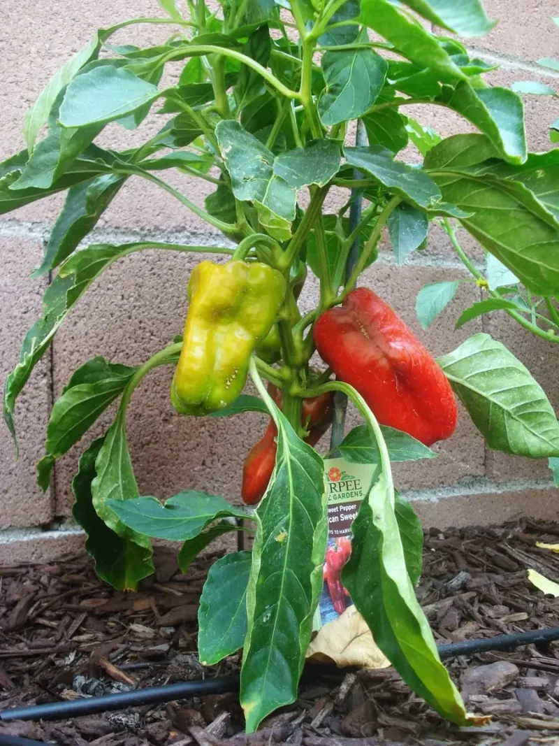 Biscayne Red Sweet Pepper Seeds - 500 Count for Home Gardens