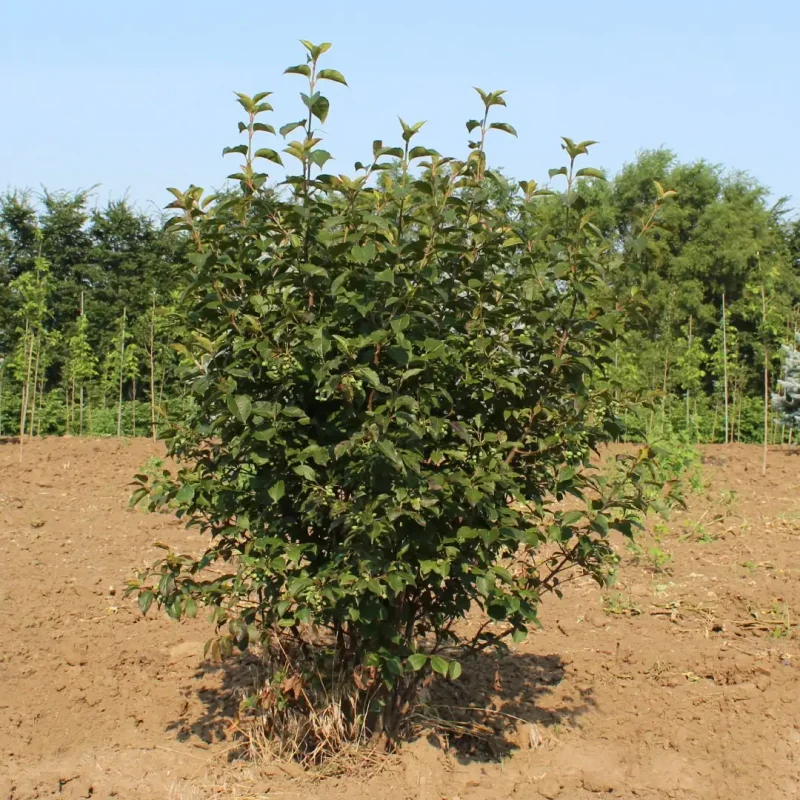 Black Haw Viburnum Plant – 4'' Pot (Viburnum Prunifolium)
