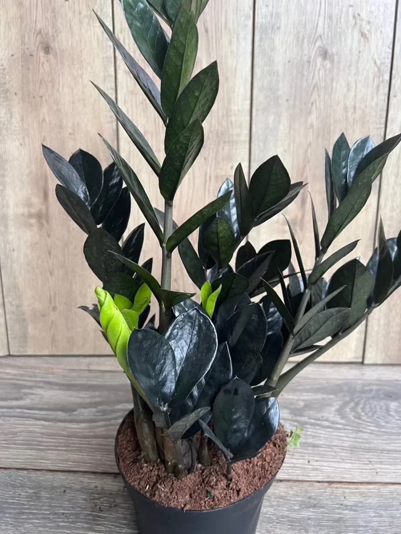 Black Raven ZZ Plant - Easy Care Indoor Houseplant in 6" Pot