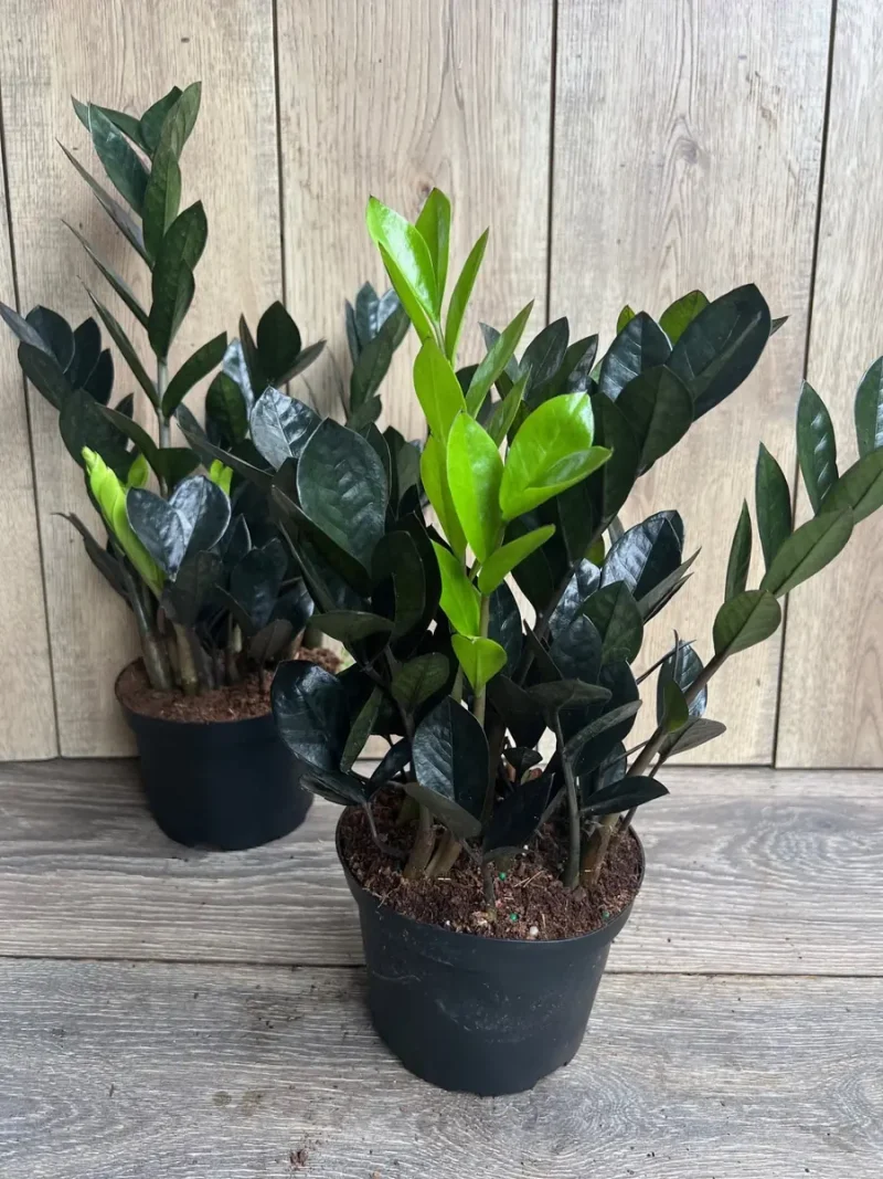 Black Raven ZZ Plant - Easy Care Indoor Houseplant in 6" Pot