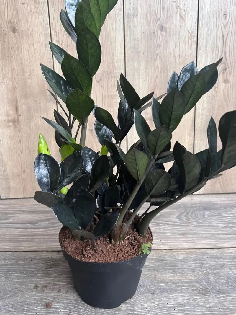 Black Raven ZZ Plant - Easy Care Indoor Houseplant in 6" Pot