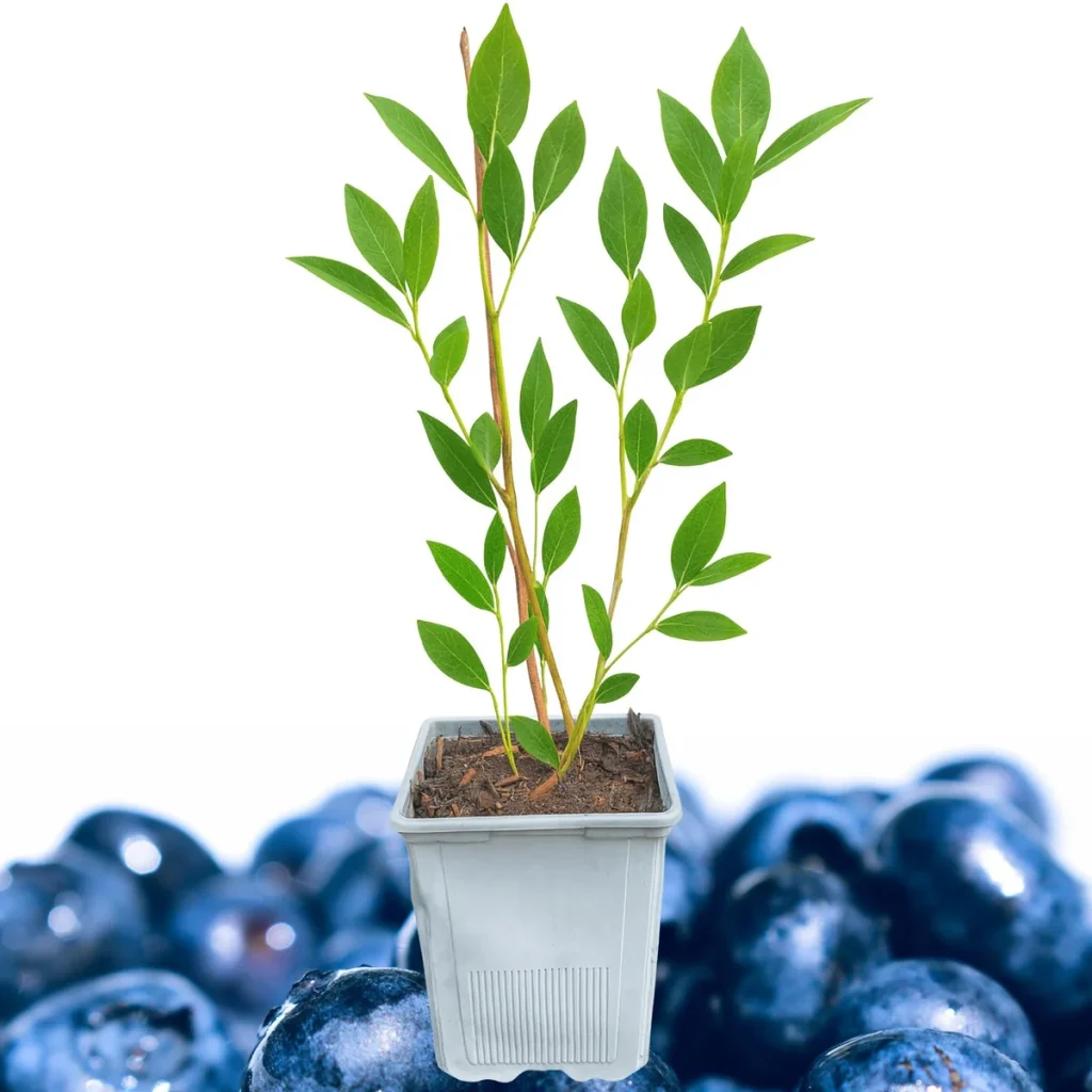 Blueray Blueberry Plant - Sweet Highbush Variety - Cold Hardy