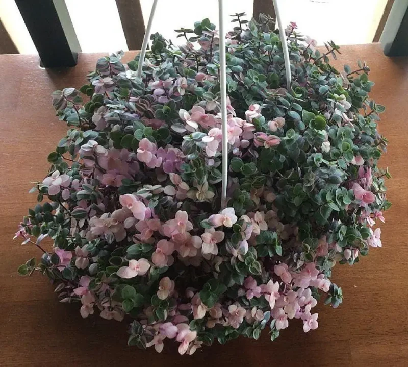 Bolivian Pink Jewel Callisia Repens - 2.5" Pot Live Plant
