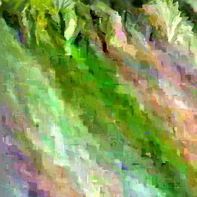 Broccoli Raab Spring Rapini Seeds - 500 Seed Pack