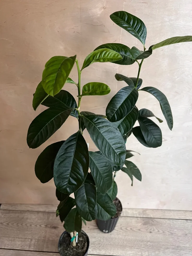 Buddha's Hand Citron Tree - Semi-Dwarf Live Plant in 1/2 Gallon Pot
