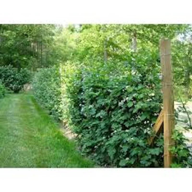 Caddo Blackberry Plant - Thornless Fruit Starter for Zones 5-9