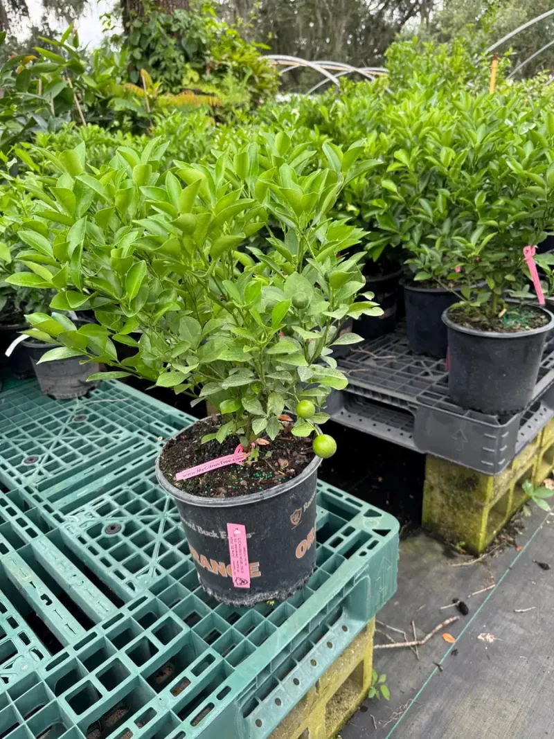Dwarf Calamondin Citrus Tree - 3 Gallon, 2-3 ft Tall