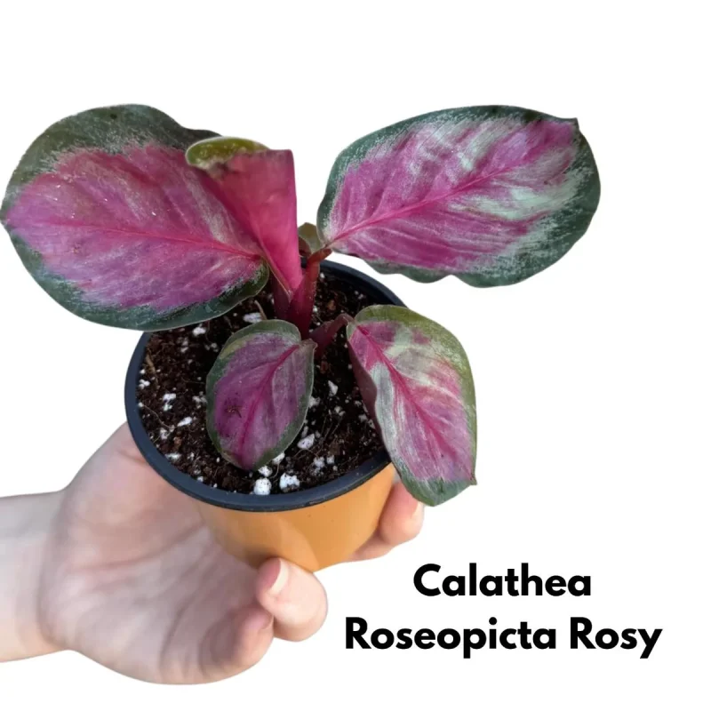 Calathea Live Plant Set Assorted - 2” Potted Prayer Plants - Calathea ...