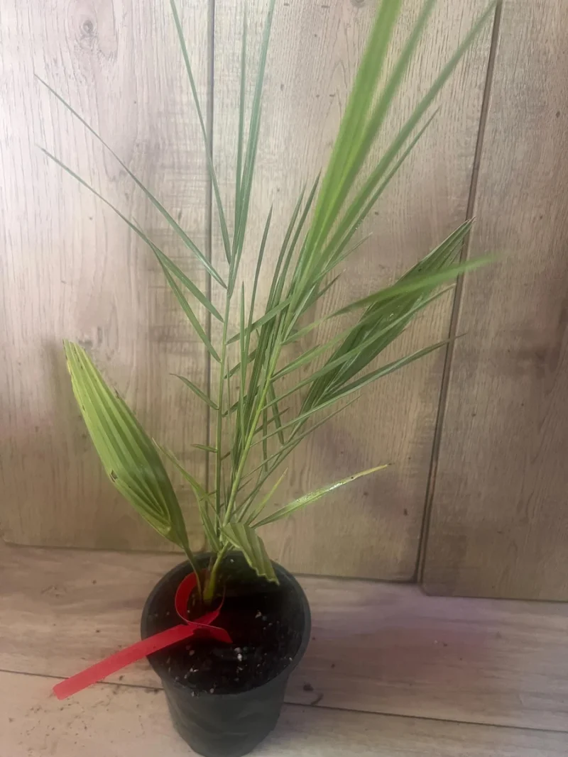 Canary Palm Live Plant - Phoenix canariensis - 4 inch Pot
