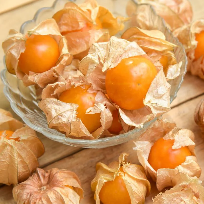 Cape Gooseberry Live Plant - Sweet Golden Berries for Your Garden