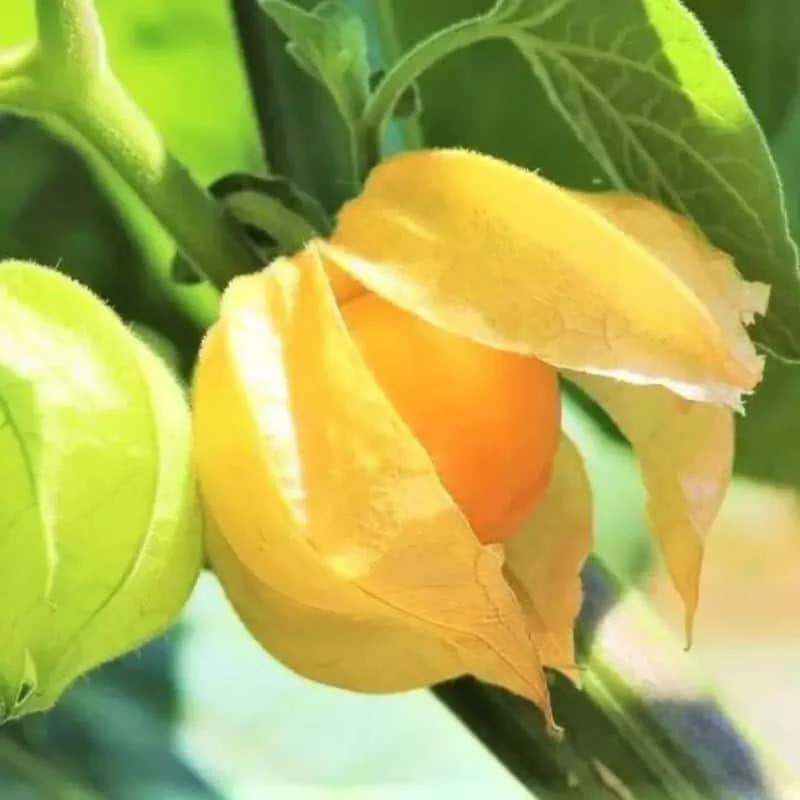Cape Gooseberry Live Plant - Sweet Golden Berries for Your Garden
