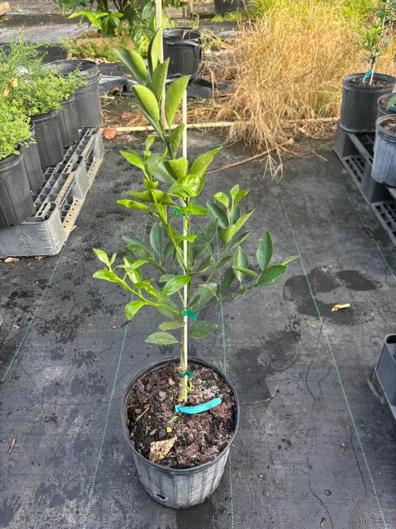 Cara Cara Orange Tree - 3 Gallon, 2-3 Feet Tall Live Plant