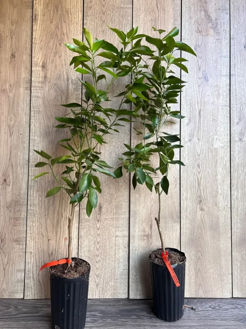 Cara Cara Orange Tree for Sale - Grafted Half Gallon Pot