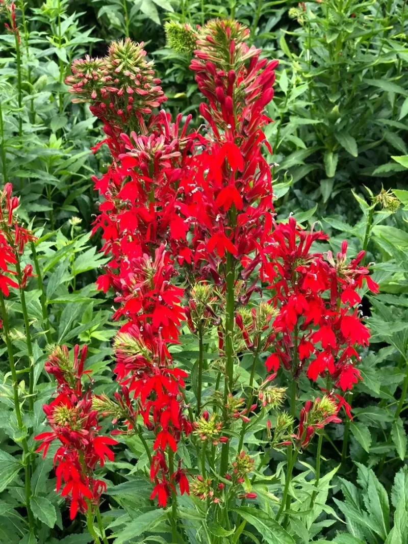 Lobelia Cardinalis Bare-root – Striking Red Cardinal Flowers