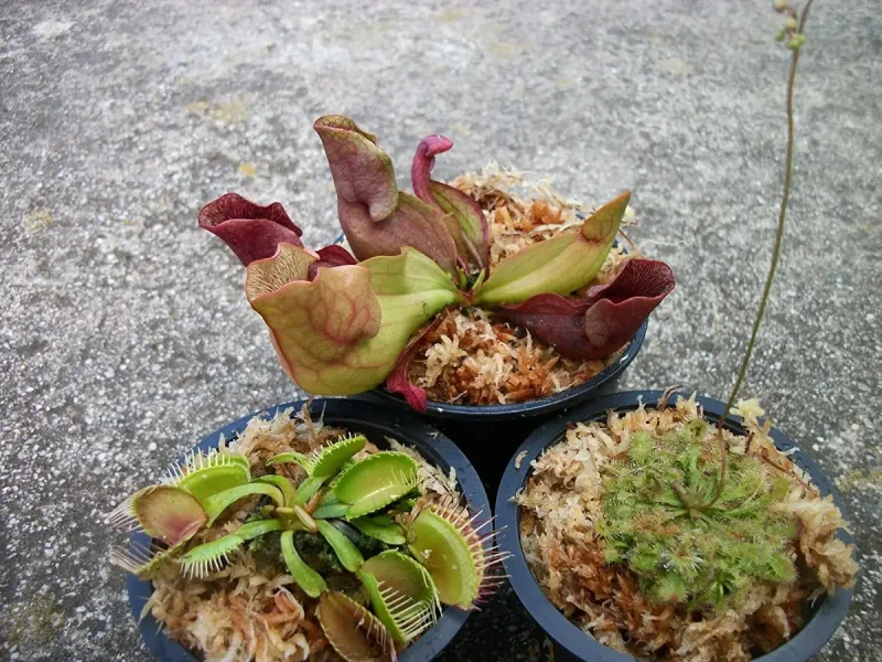 Carnivorous Plant Set: Venus Fly Trap, Pitcher Plant, Sundew