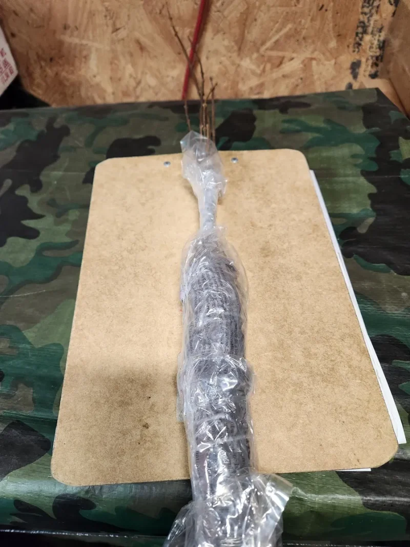 5 Carolina Allspice Plants - 12" Bare Root Sweetshrub