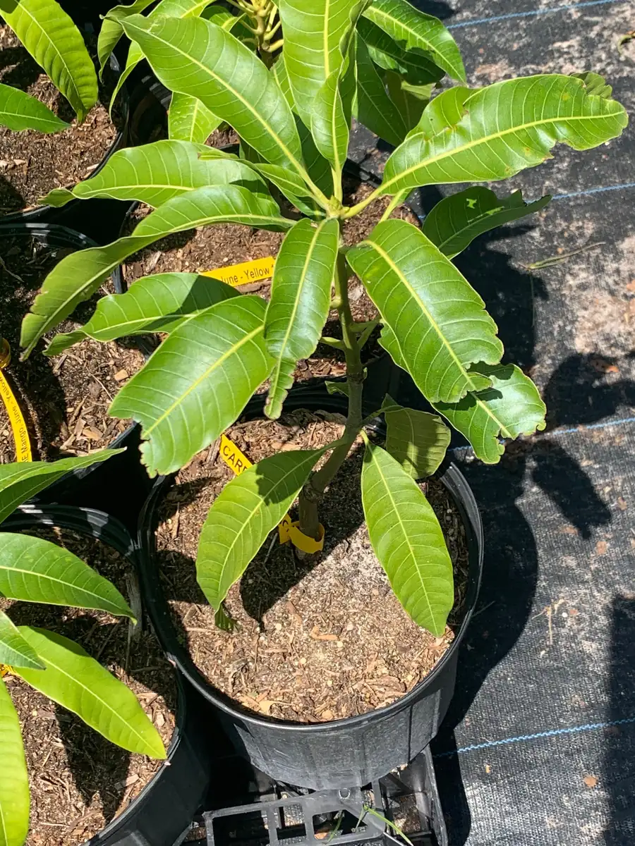 Carrie Dwarf Mango Tree - Grafted Tropical Fruit Plant
