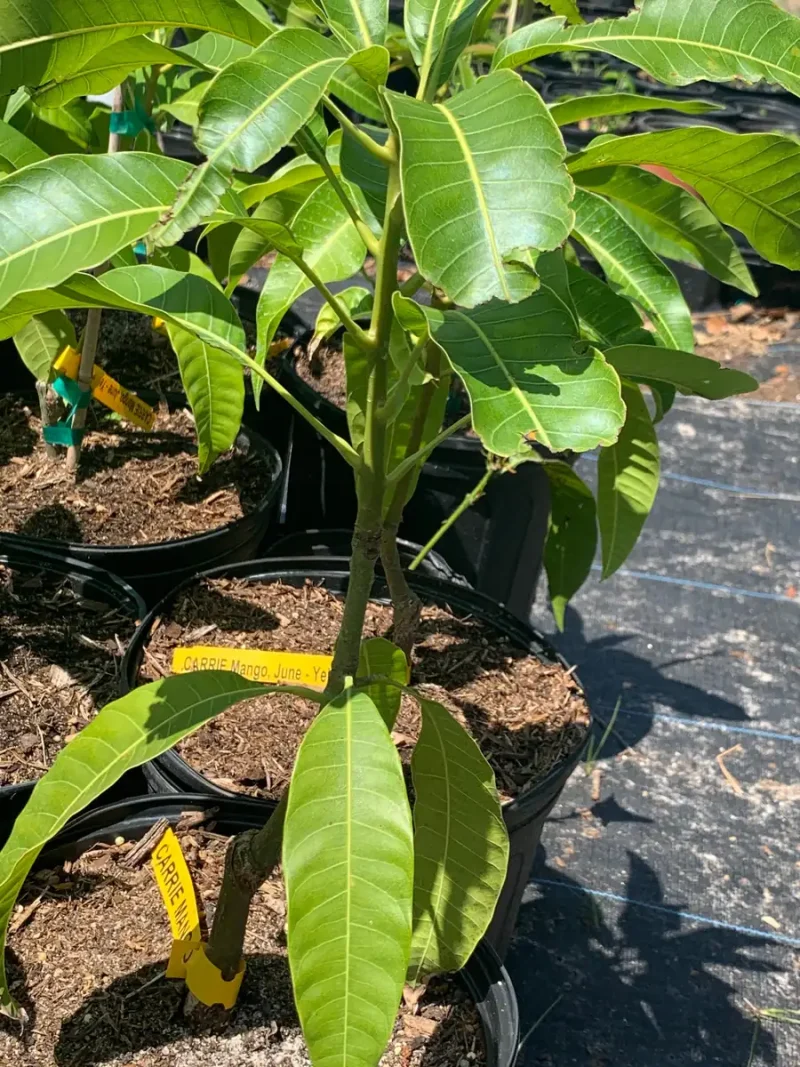 Carrie Dwarf Mango Tree - Grafted Tropical Fruit Plant, 3 Gallon