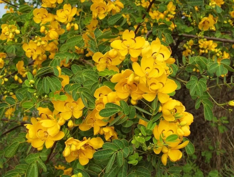 Cassia Bicapsularis Starter Plant - 3-8" - Yellow Butterfly Bush