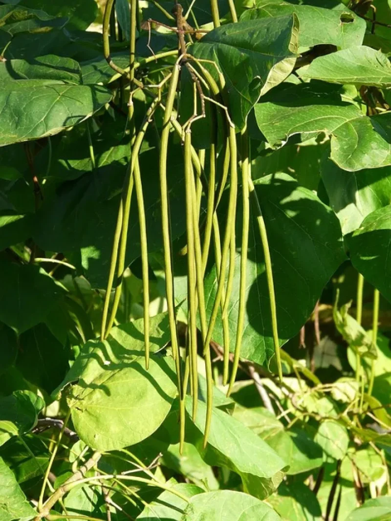 Catalpa Speciosa Tree - Hardy Cigar Tree for Shade